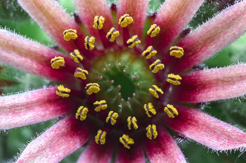 These fill the frame photography examples will help elevate your frame ...