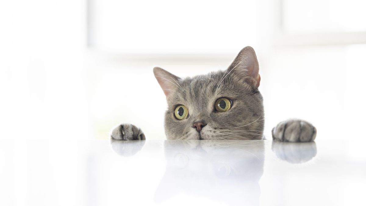 32 activities to do with your cat | PetsRadar