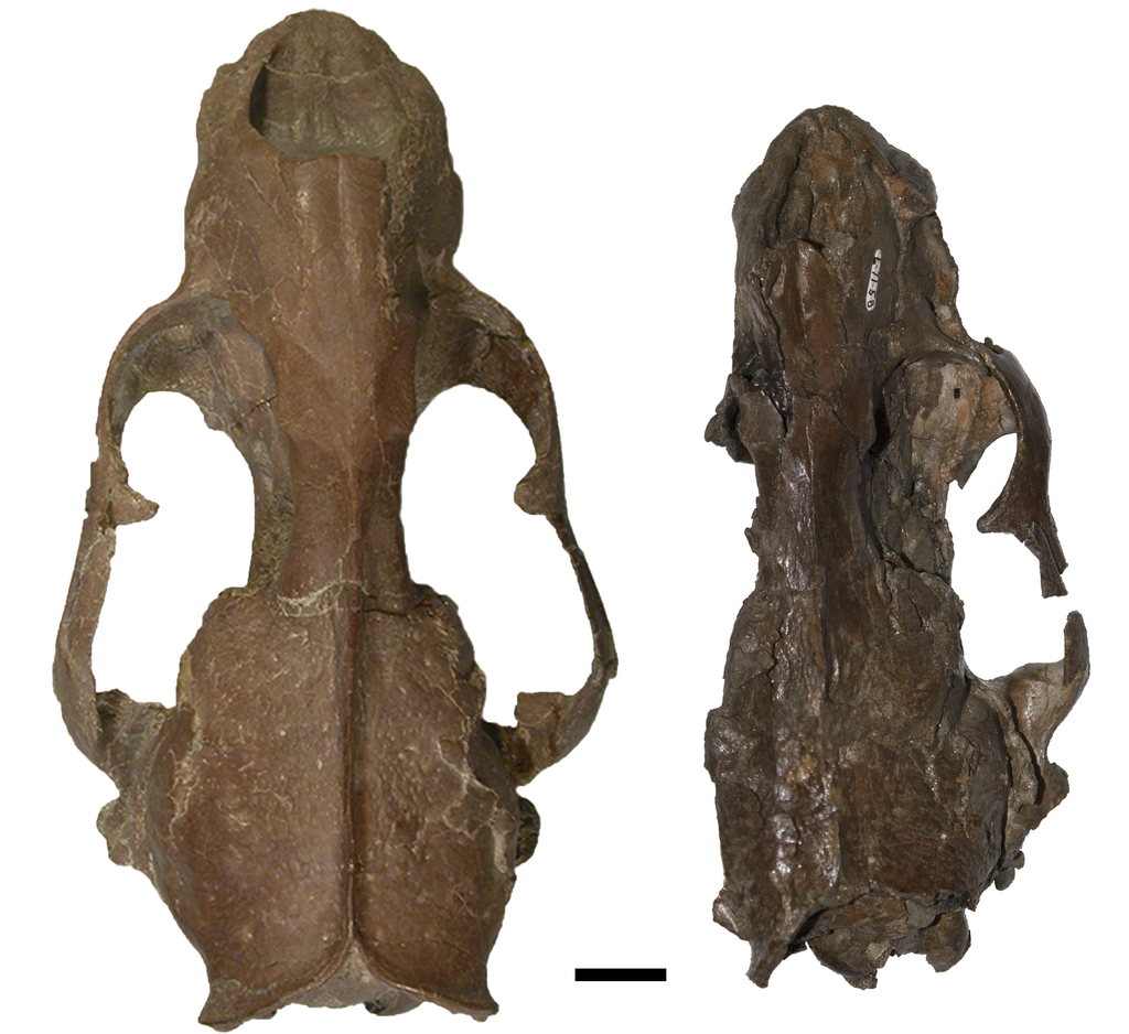 Why Male and Female Seals Look So Different | Live Science