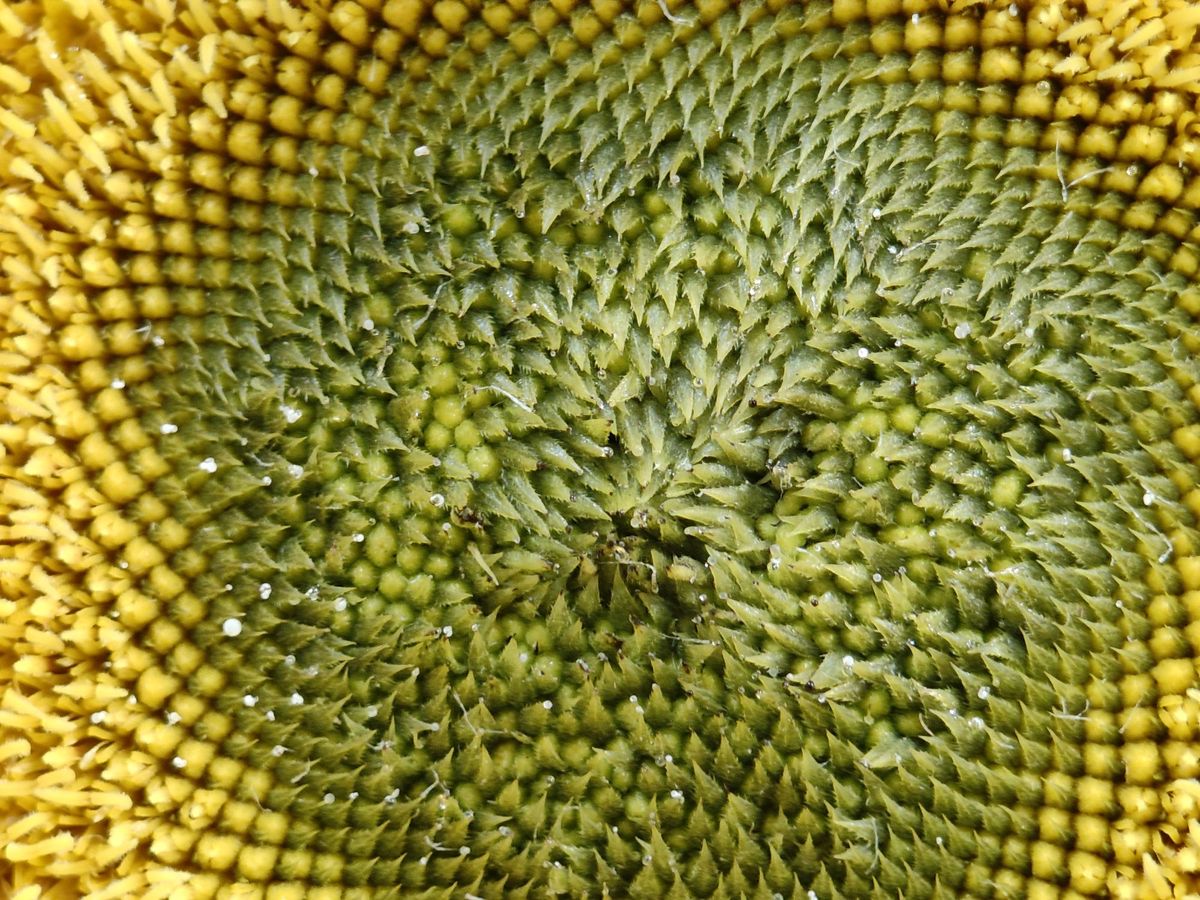 Pixel 9a macro mode — here's how it compares to the iPhone 16 Pro and ...