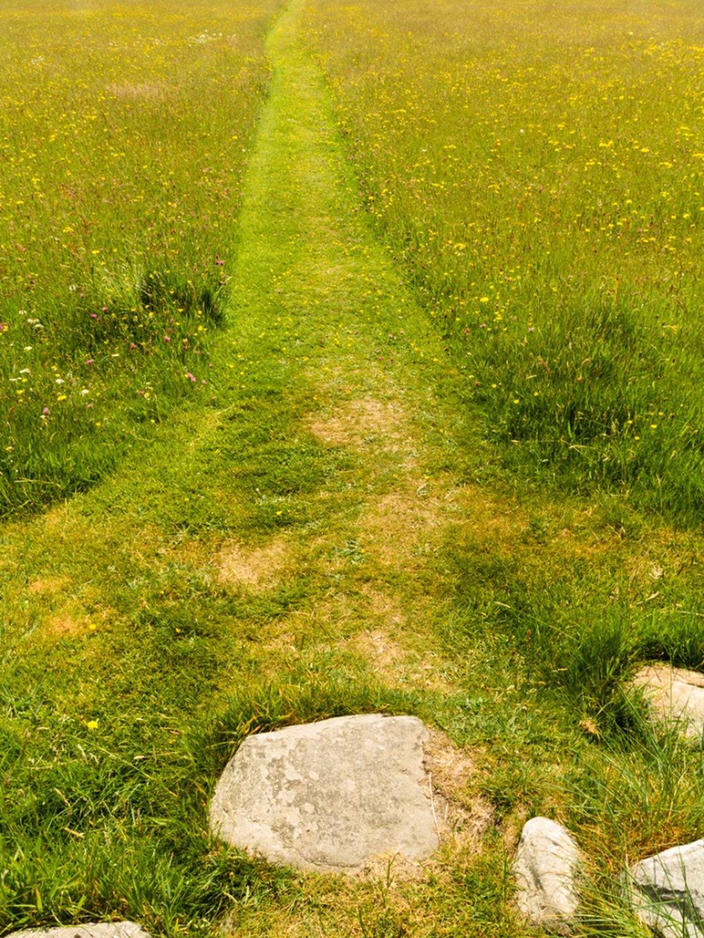 Mowing Grass Paths – How To Make A Grass Path | Gardening Know How