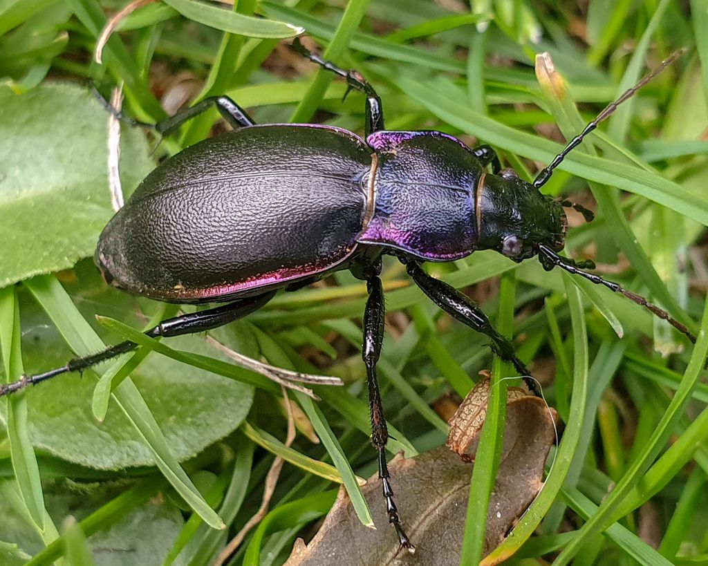 Gardeners are urged to protect beneficial beetles | Gardeningetc