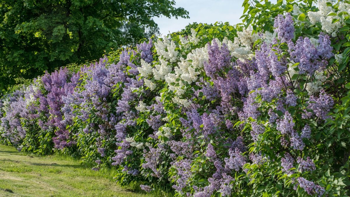 7 mistakes to avoid when trimming a hedge | Tom's Guide