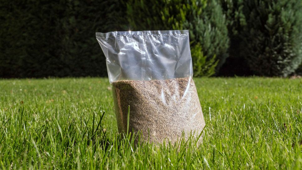 9 mistakes you’re making when planting grass seed | Tom's Guide