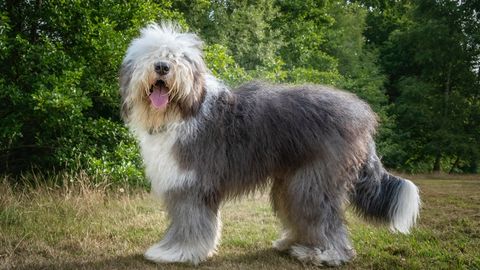 32 of the best outdoor dogs | PetsRadar