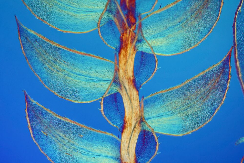 Wee Wonders: Top 20 Nikon Small World Contest Photos | Live Science