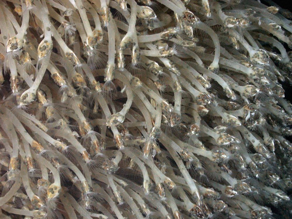 Gallery: Unique Life at Antarctic Deep-Sea Vents: Page 2 | Live Science