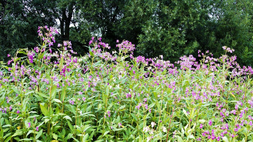 Invasive weeds: how to identify and eliminate problem plants | Homes ...