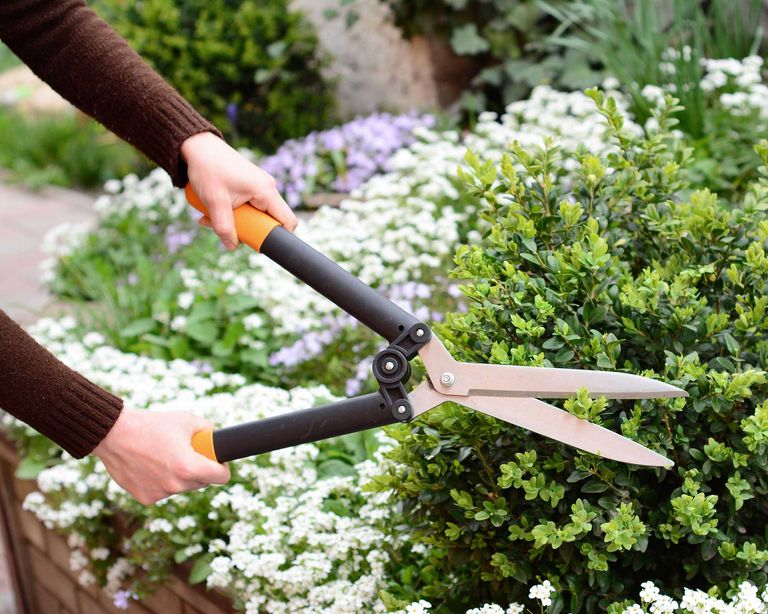 Box blight: how to prevent and treat this common disease | Gardeningetc