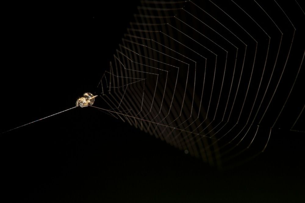Crazy! Spider Launches Slingshot Web to Snag Prey (Video) | Live Science