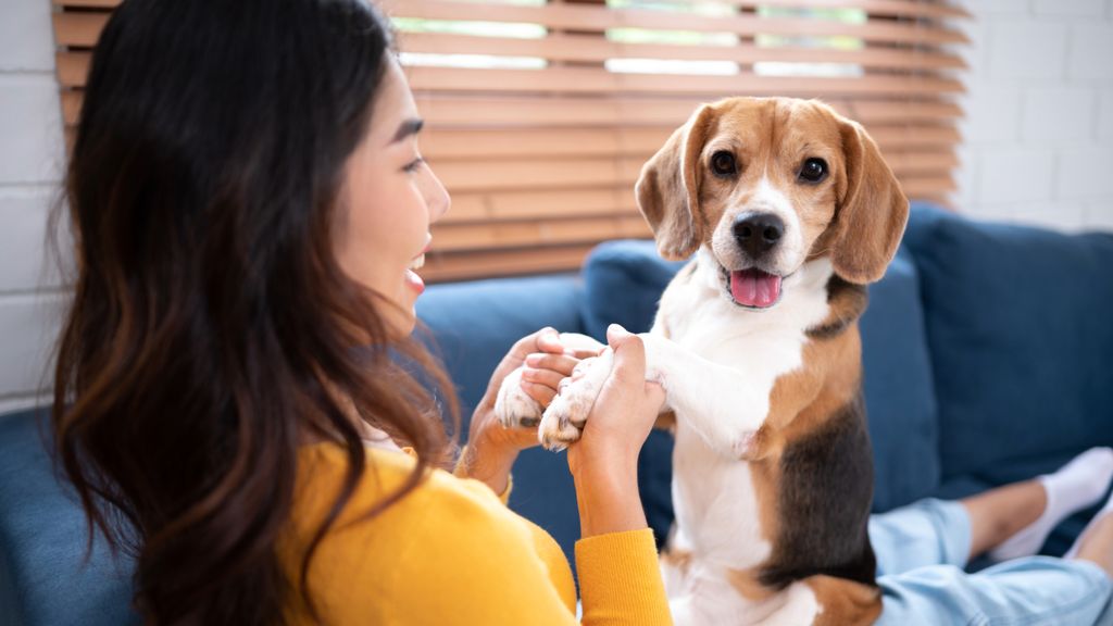 32 best dogs for emotional support | PetsRadar