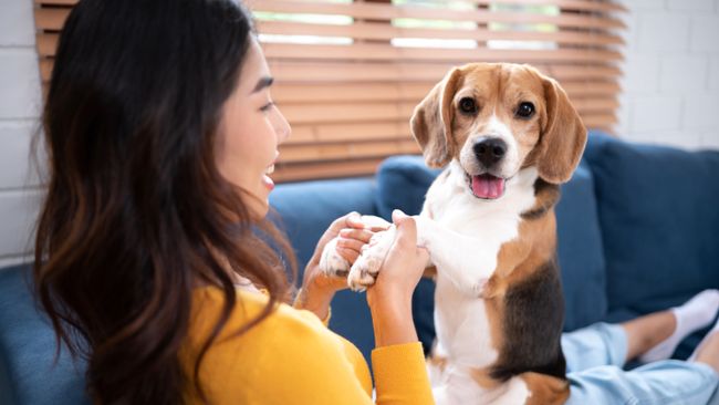 32 best dogs for emotional support | PetsRadar