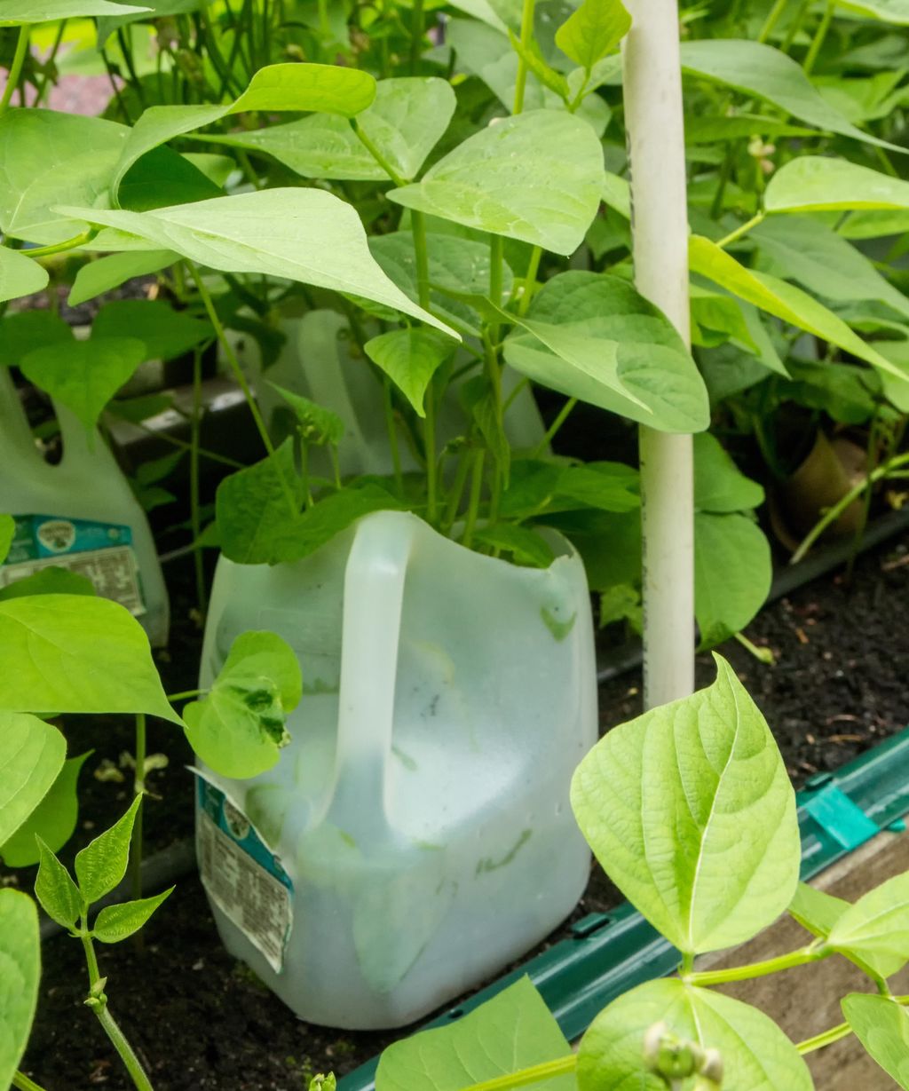 Vegetable garden hacks: 8 money-saving tips and tricks | Homes and Gardens