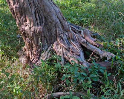 How to kill tree roots: ways to remove them from your plot | Gardeningetc