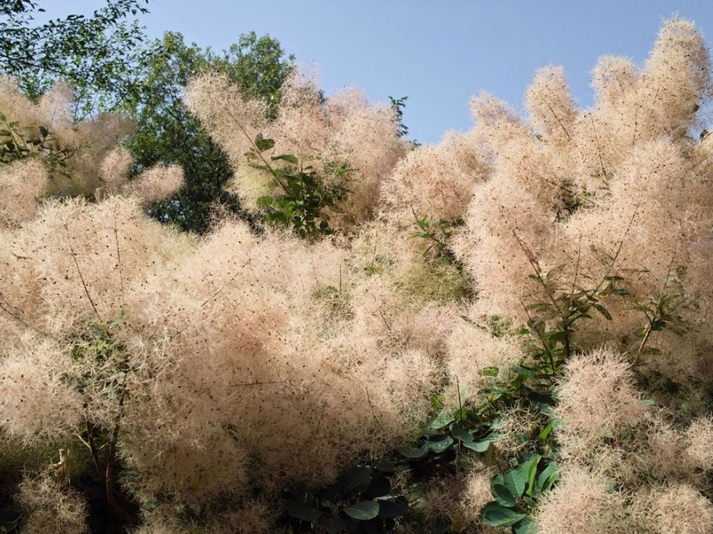 Pruning Smoke Trees: How To Trim A Smoke Tree | Gardening Know How