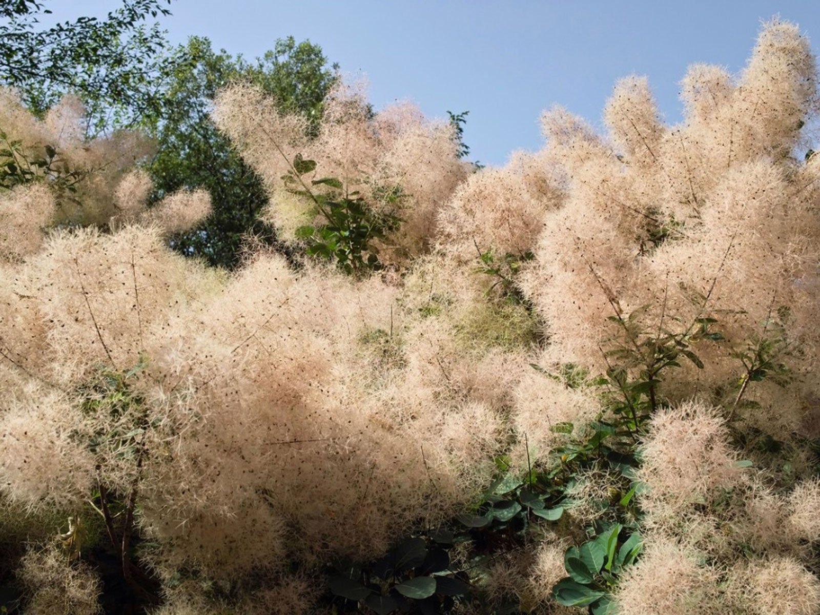 Pruning Smoke Trees: How To Trim A Smoke Tree | Gardening Know How