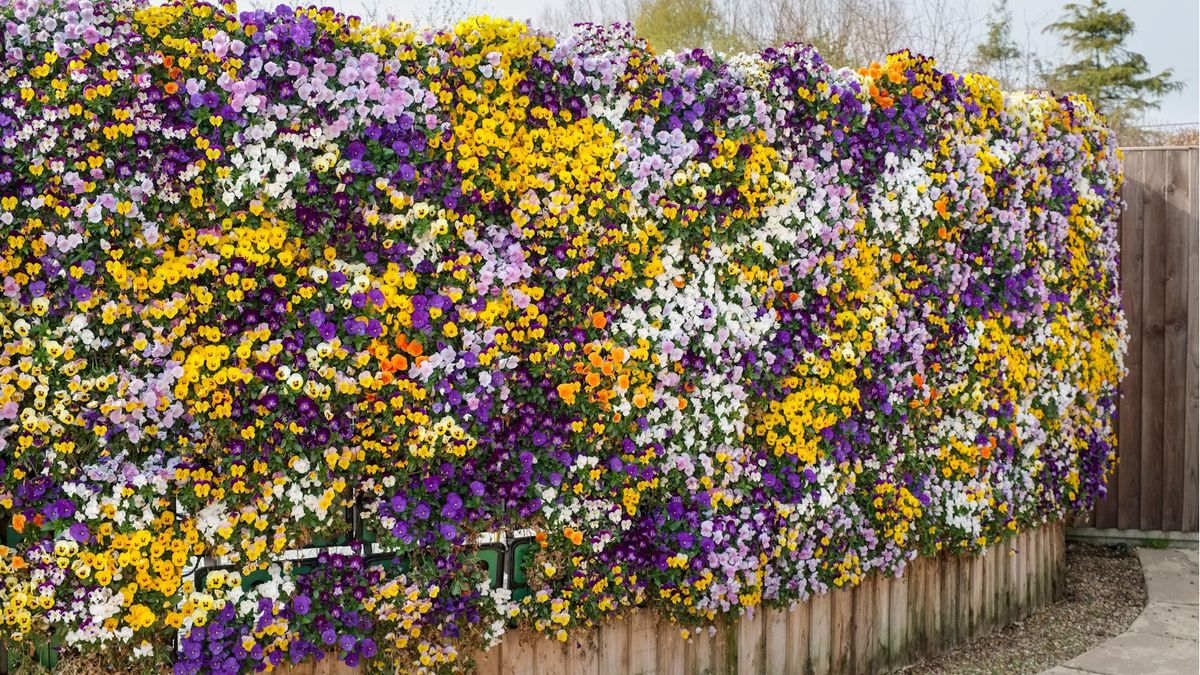 Best plants for a flowering living wall: 5 vertical blooms | Homes and ...
