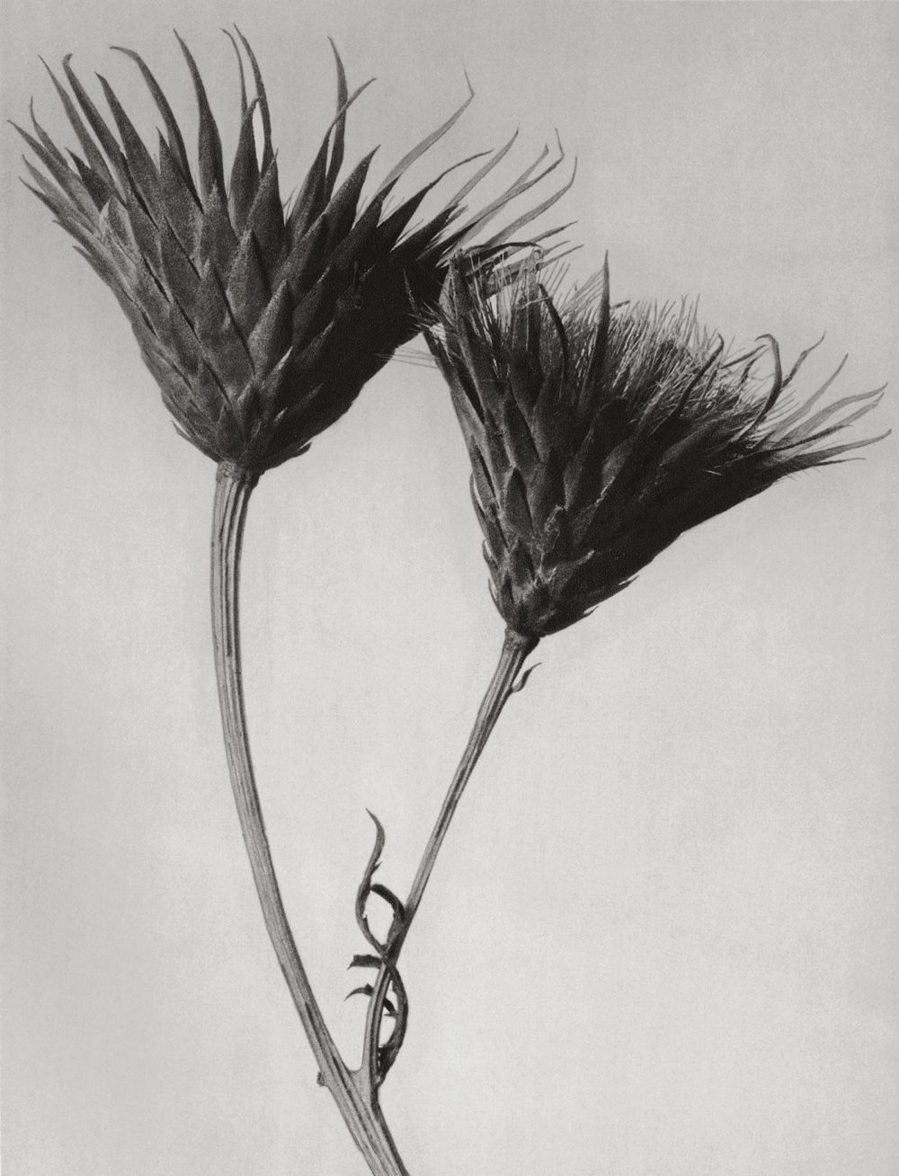Plant Photos: Amazing Botanical Shots by Karl Blossfeldt | Live Science