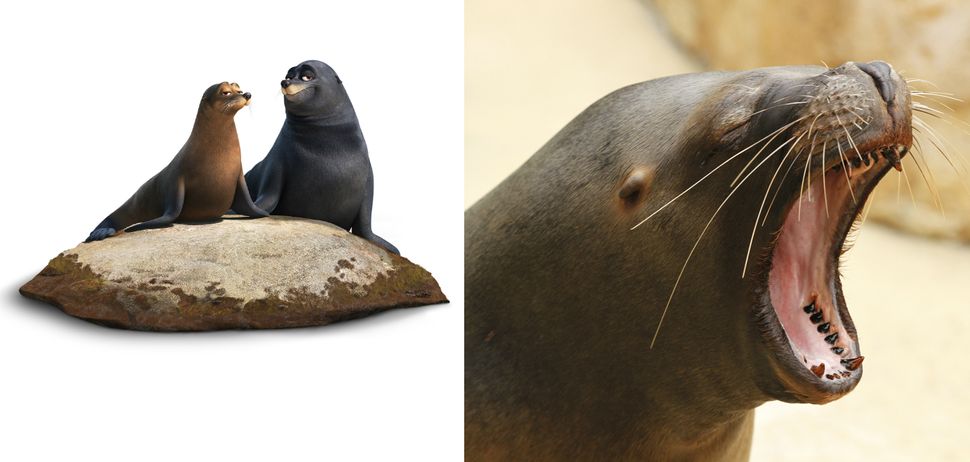 Photos: Meet 'Finding Dory' Real-Life Counterparts | Live Science
