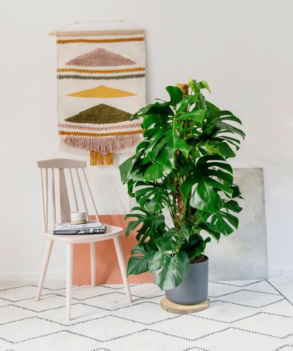 Most expensive plants in the world that are available to buy | Gardeningetc