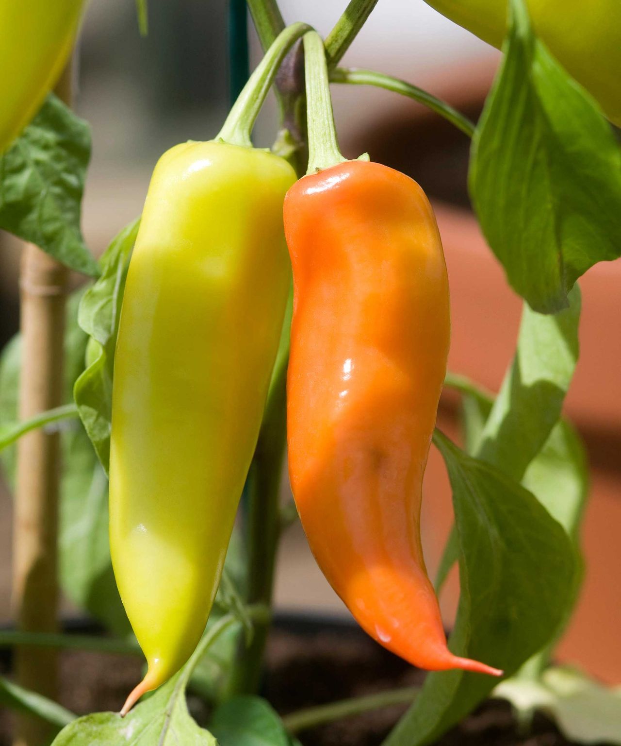 Types of chili peppers: the 10 best varieties to grow | Homes and Gardens