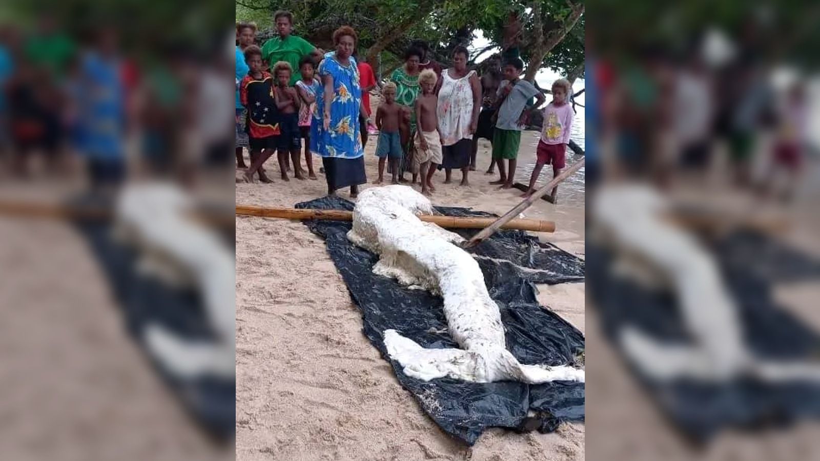Identity of mysterious 'mermaid globster' that washed up in Papua New ...