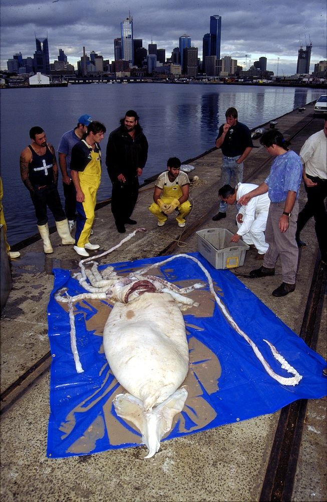 Release the Kraken! Giant Squid Photos | Live Science