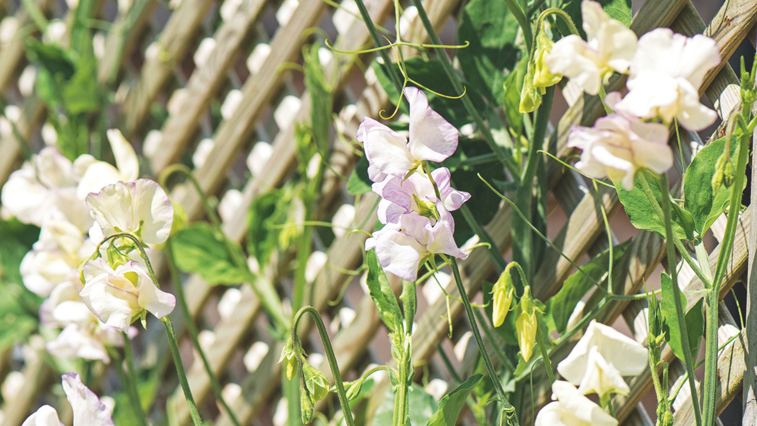 When to sow sweet peas – Monty Don's advice | Ideal Home