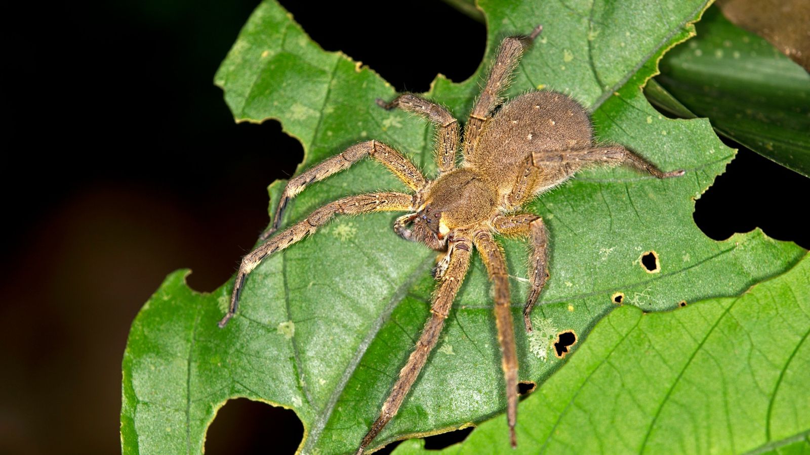 The scariest spiders in existence | The Week