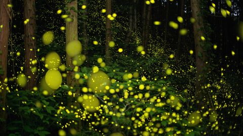 Advanced alien civilizations could be communicating 'like fireflies' in ...