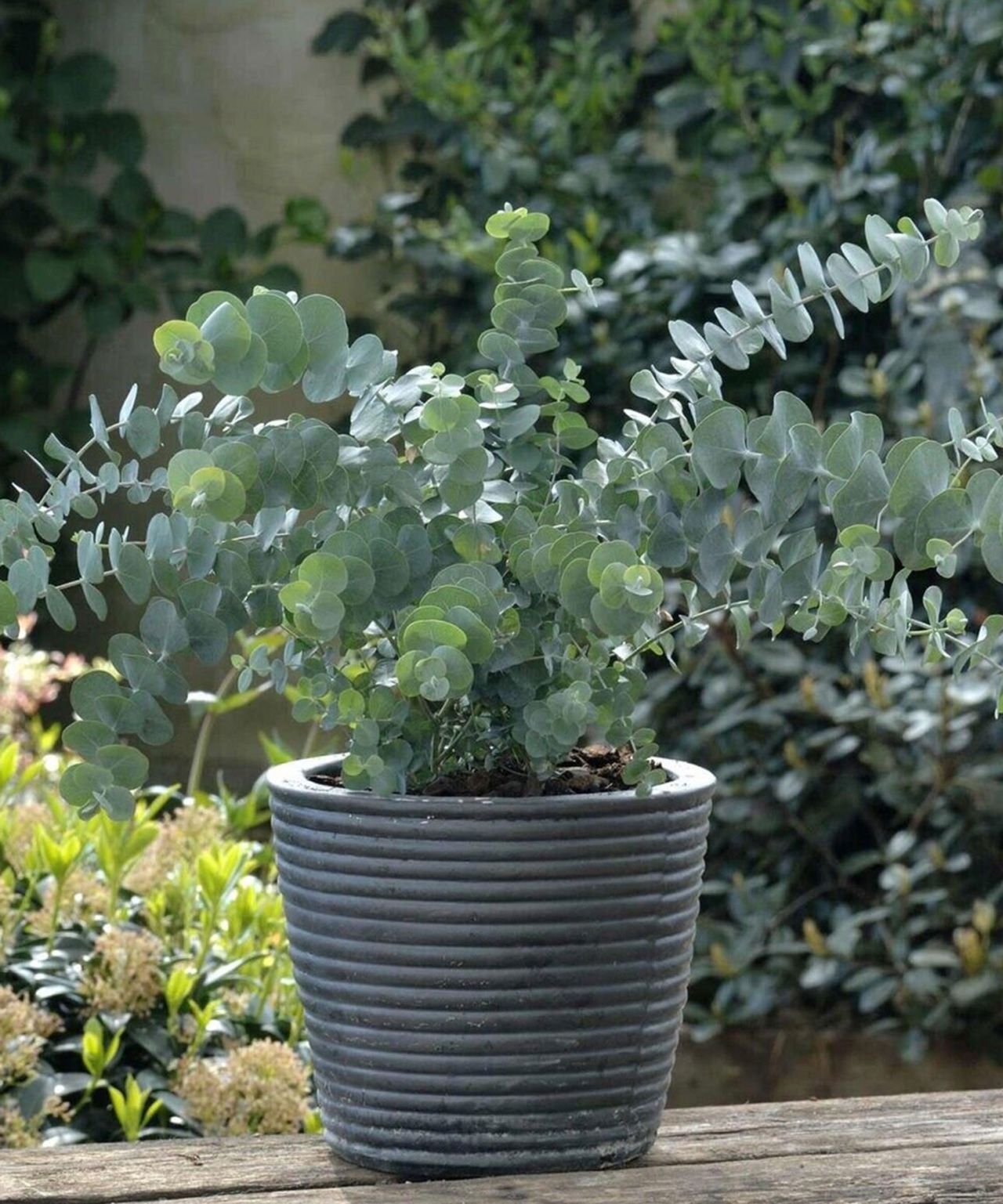 The best evergreen trees to stop your yard looking so bare | Livingetc