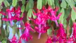 How to take fuchsia cuttings: expert propagation advice | Homes and Gardens