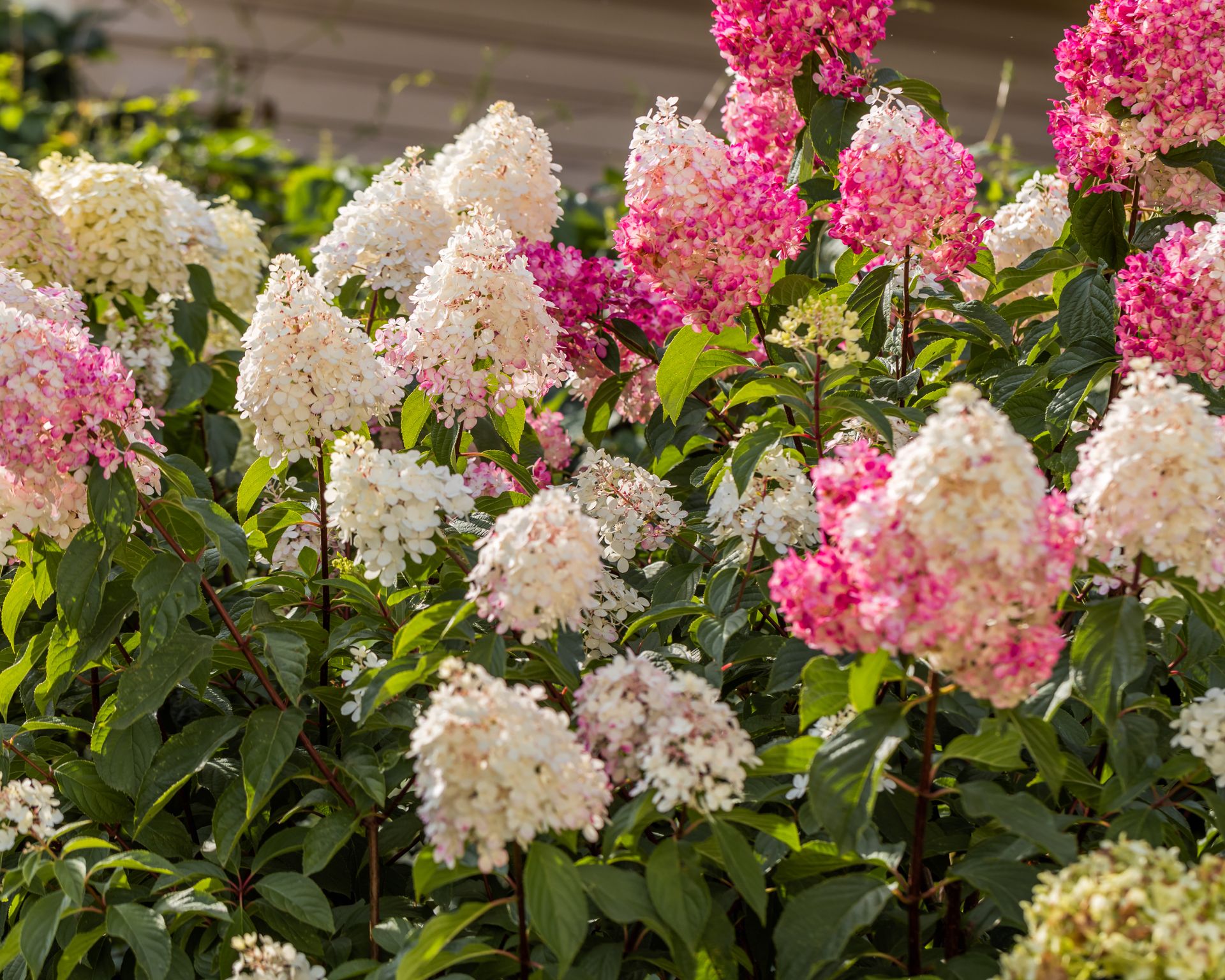 Best Full Sun Hydrangea Varieties For Sun-Soaked Landscapes | Gardening ...