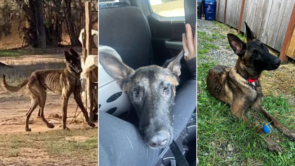 PetsRadar | Expert advice for happier pets