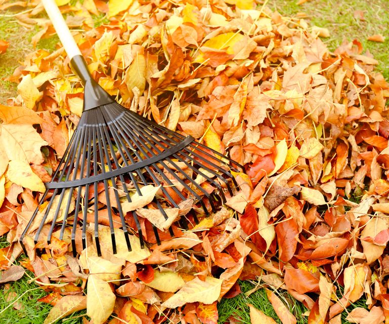 5 Quickest & Easiest Leaf Clean Up Methods To Try This Fall | Gardening ...