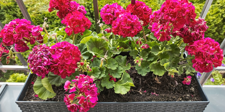 Why are my geranium leaves turning red? Experts explain | Ideal Home