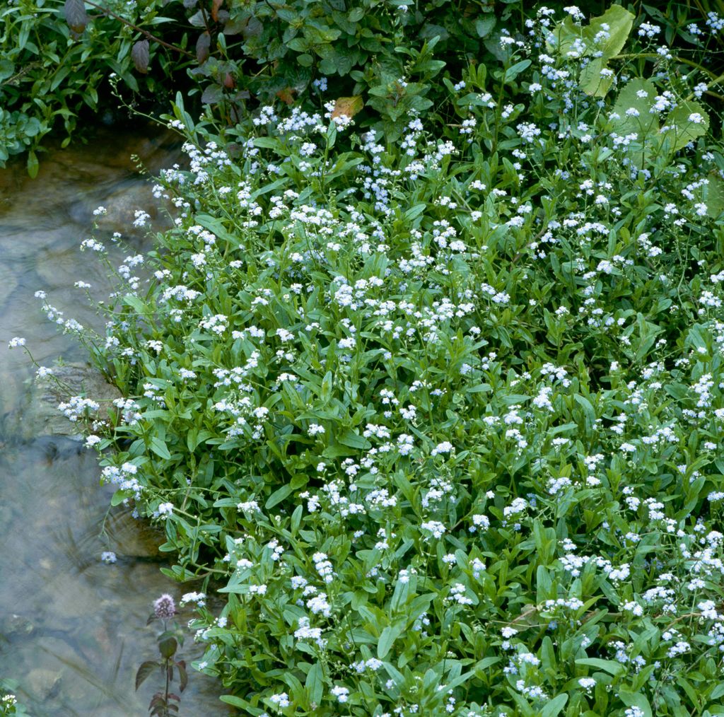 Best pond plants: keep your pond healthy and looking beautiful ...