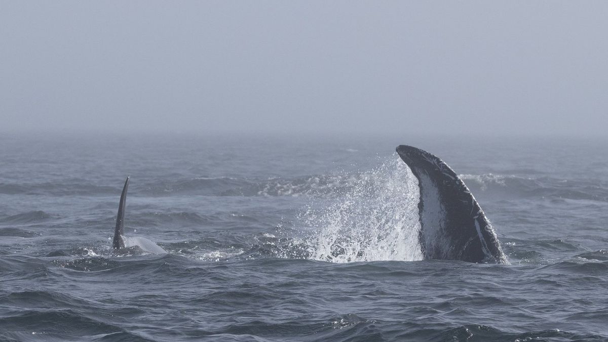 Orcas and humpbacks clash in a violent melee of breaching and biting ...