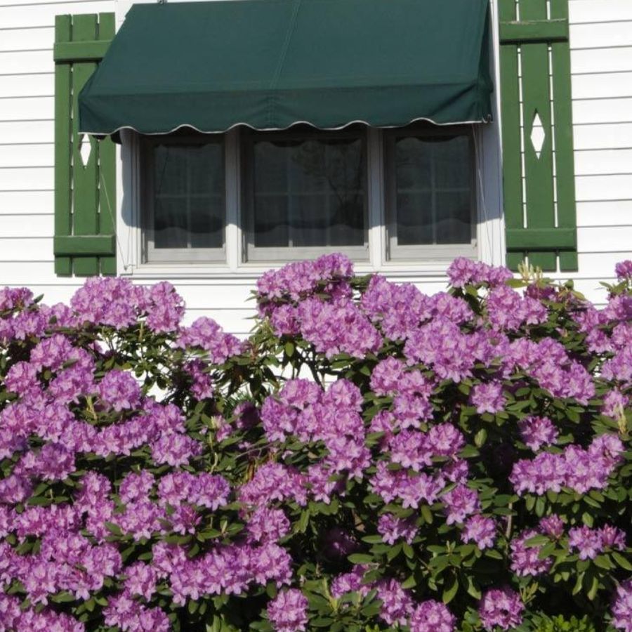 Privacy bushes are the secret to blocking out nosy neighbors | Livingetc