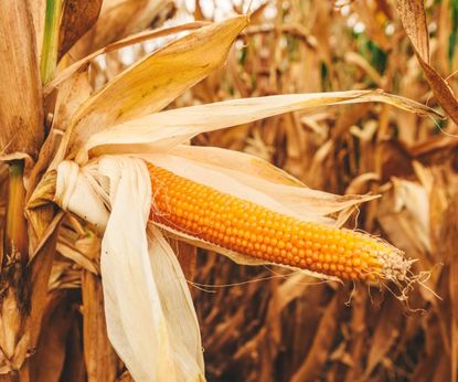 How to grow popcorn: expert tips for great harvests | Homes and Gardens