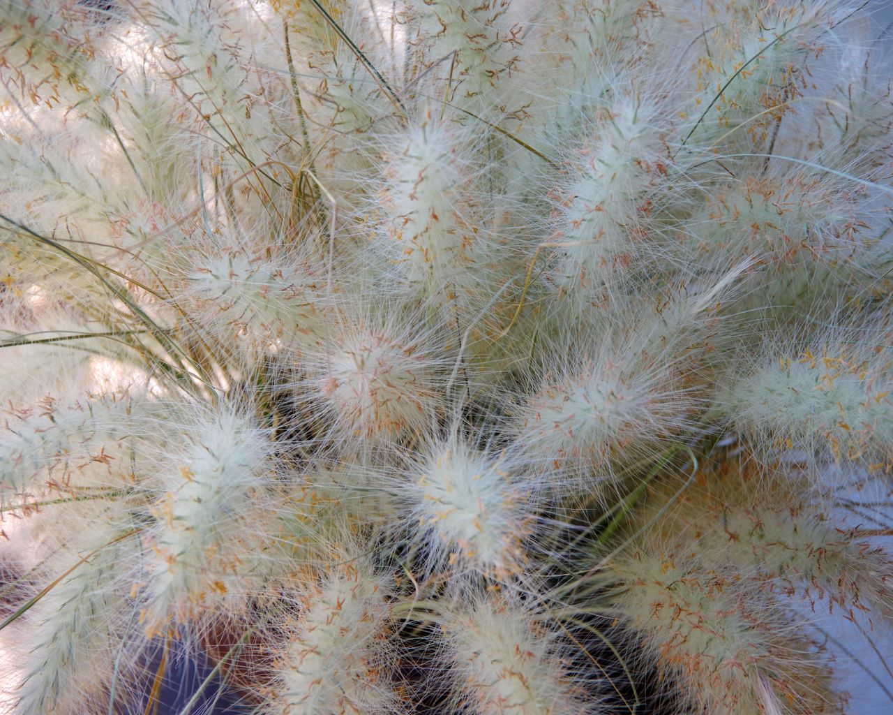 Muhly Grass: Ultimate Plant Care And Growing Guide | Gardening Know How