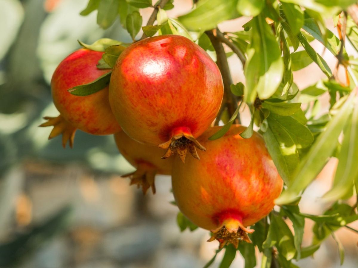 Black Heart Of Pomegranate - What To Do For Pomegranates With Black Rot ...