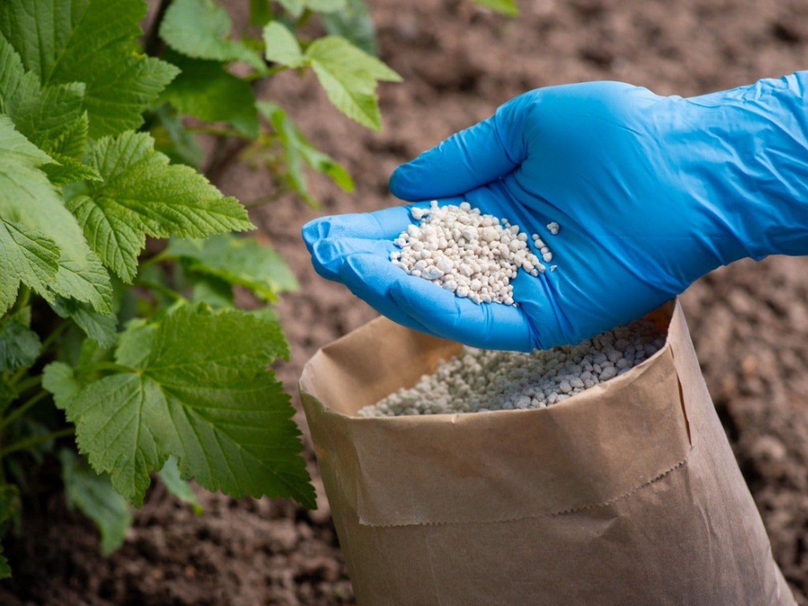 Synthetic Fertilizer Alternatives For Farmers And Gardeners | Gardening ...
