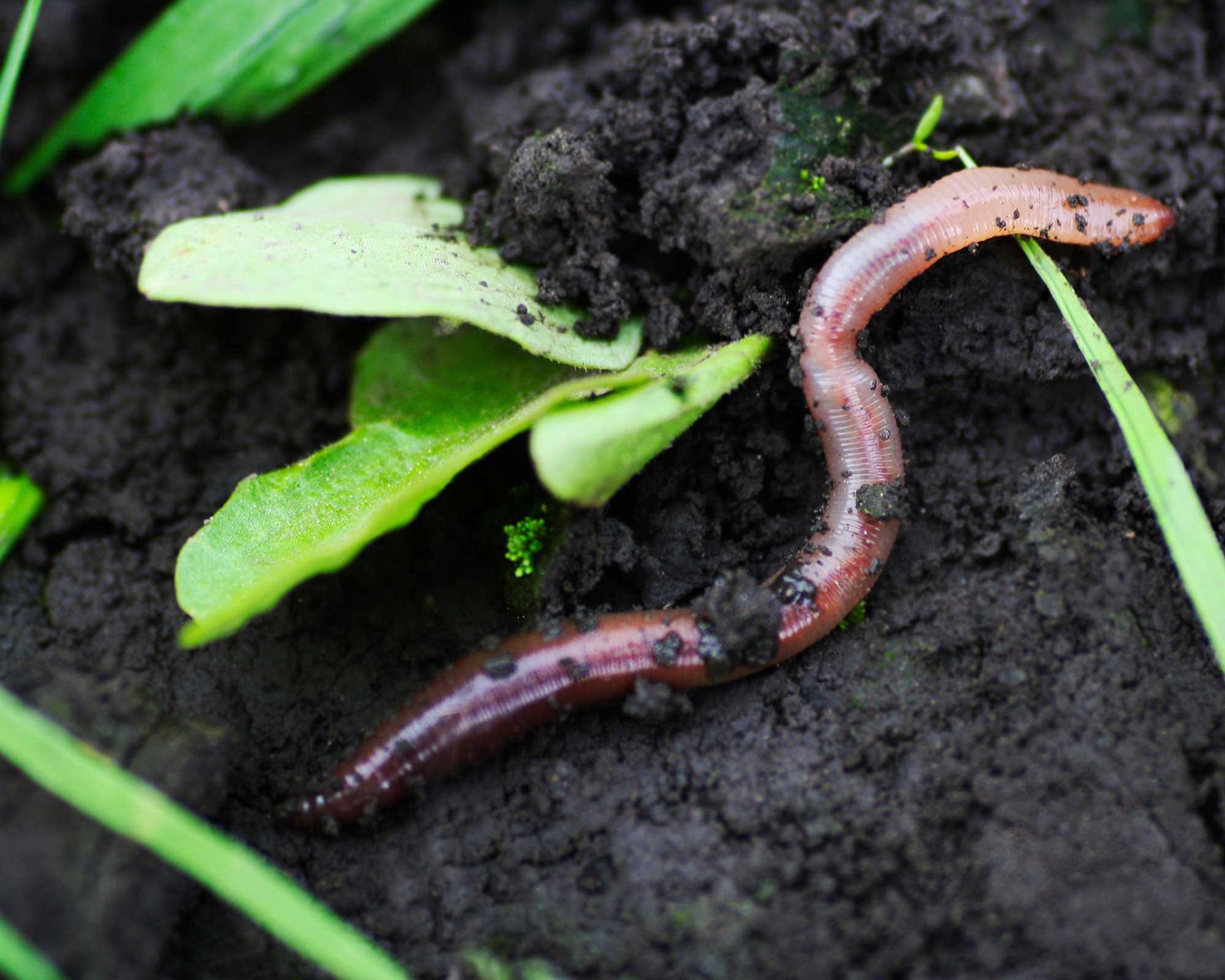 Worm castings on lawns: how to deal with this problem | Gardeningetc