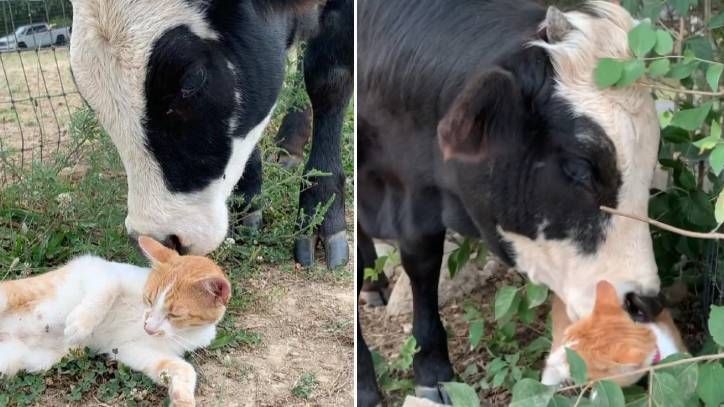 Cat and cow strike up an unlikely friendship on the farm | PetsRadar