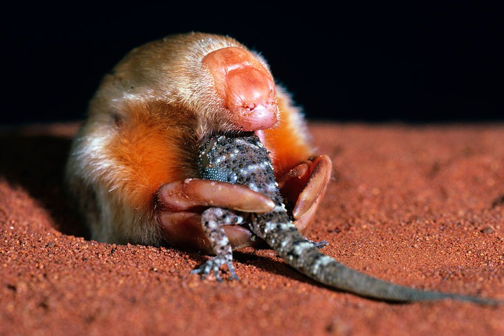 Egg-laying mammals and peacock spiders: Meet some of Australia's ...