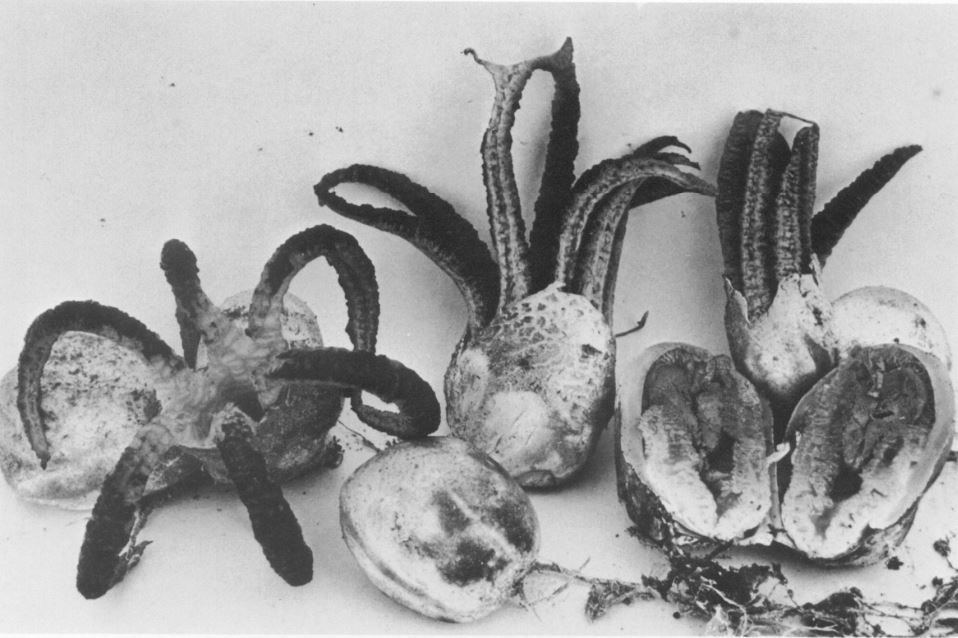 People Are Freaking Out Over This Monster Fungus That Smells Like ...