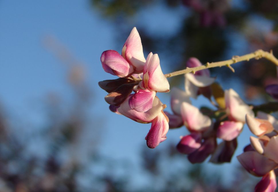 Flowering Beauty: Photos of Desert Ironwood Trees | Live Science