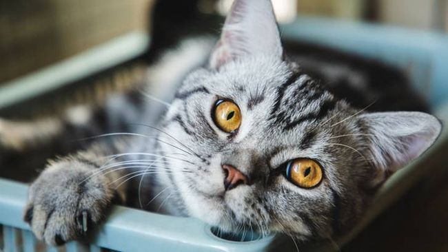 Best cats for kids: 10 child-friendly felines | PetsRadar