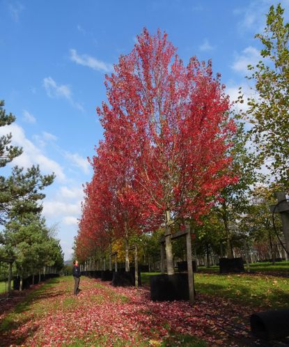 Best trees for fall color: with beautiful foliage | Homes and Gardens
